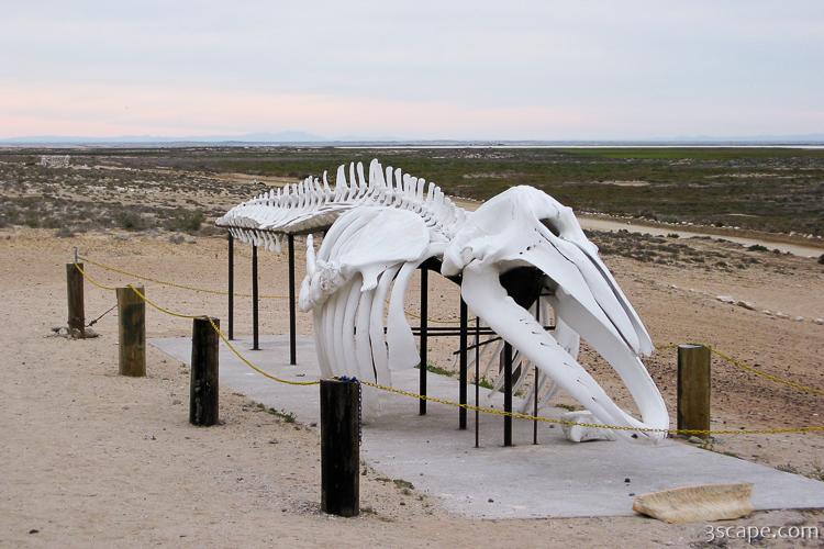 Gray Whale skeleton Fine Art Print by Adam Romanowicz
