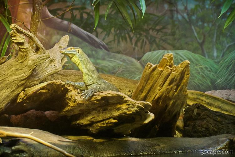 Monitor Lizzard Fine Art Print by Adam Romanowicz