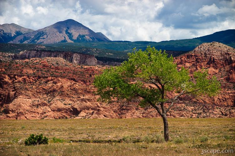 Lone tree Photograph by Adam Romanowicz