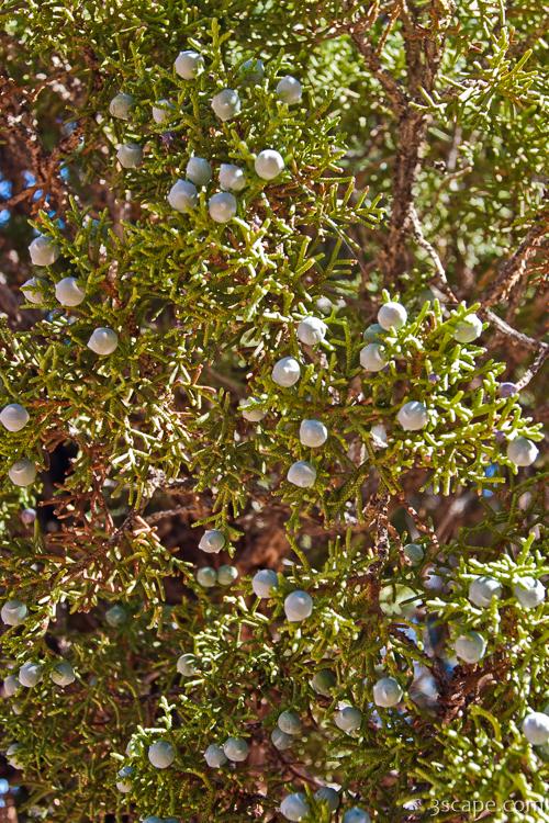 Juniper Tree up close Photograph by Adam Romanowicz