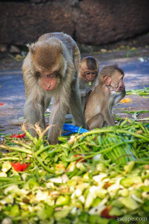 Monkeys having a feast Fine Art Print by Adam Romanowicz