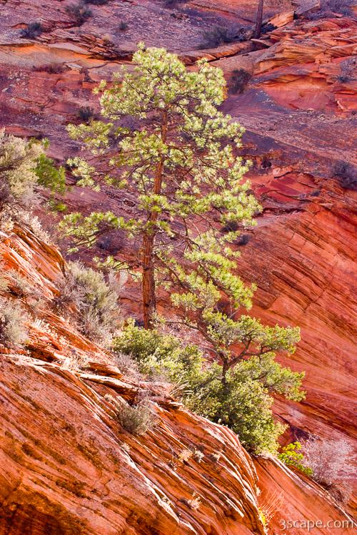 Red rock and backlit tree Photograph by Adam Romanowicz