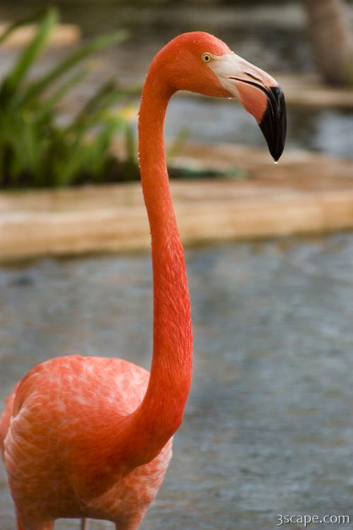 Flamingo Fine Art Print by Adam Romanowicz