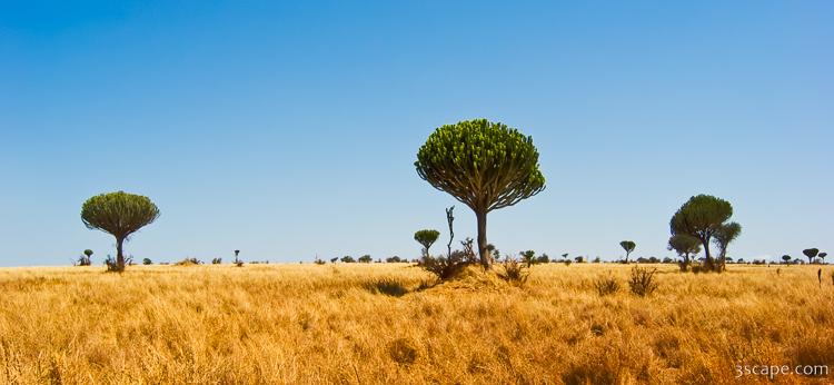 Candelabra Trees Fine Art Print by Adam Romanowicz