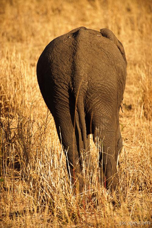 Elephant butt Photograph by Adam Romanowicz
