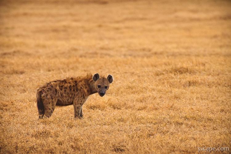 Spotted hyena Fine Art Print by Adam Romanowicz