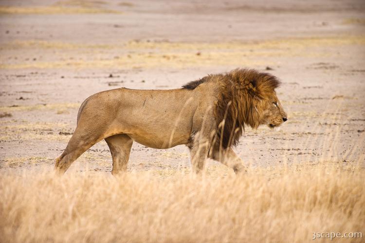 Large male lion Fine Art Print by Adam Romanowicz