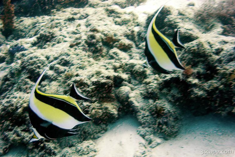 A pair of Moorish Idol fish Photograph by Adam Romanowicz