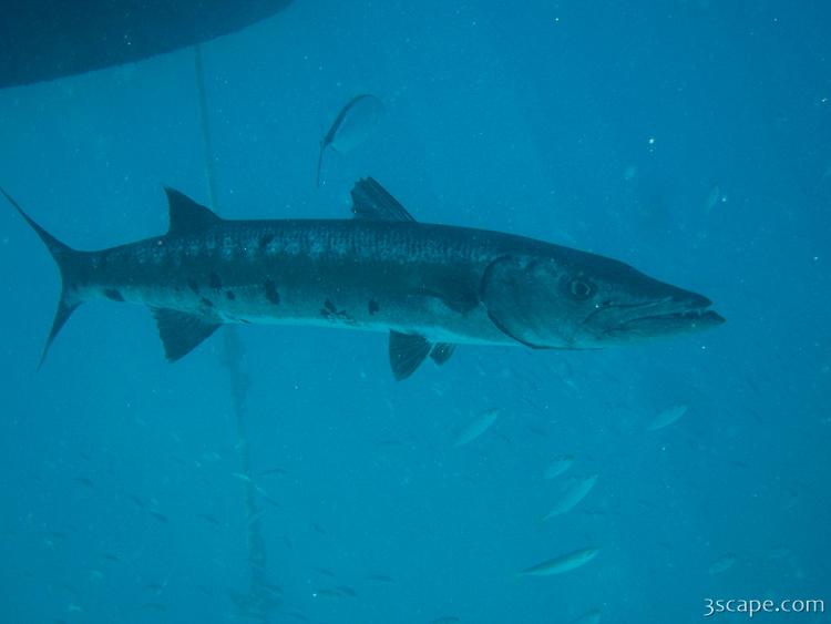 Barracuda Hanging Out Under Our Boat Fine Art Print By Adam Romanowicz
