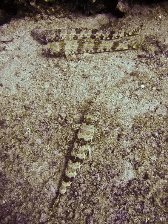 Sand Diver fish Fine Art Print by Adam Romanowicz