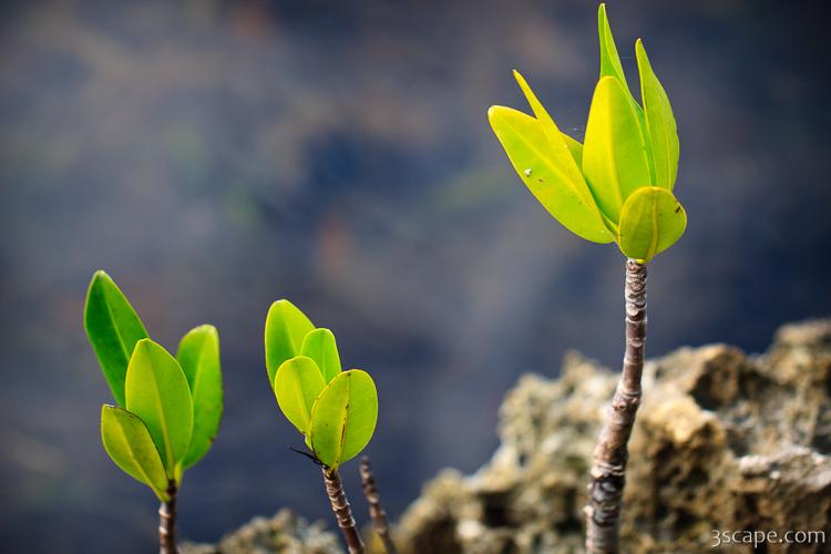 Mangrove shoots Fine Art Print by Adam Romanowicz