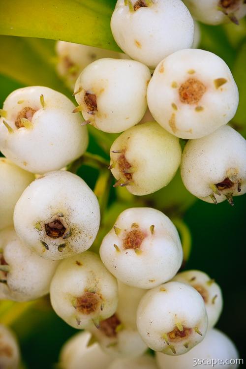 White berries macro Fine Art Print by Adam Romanowicz