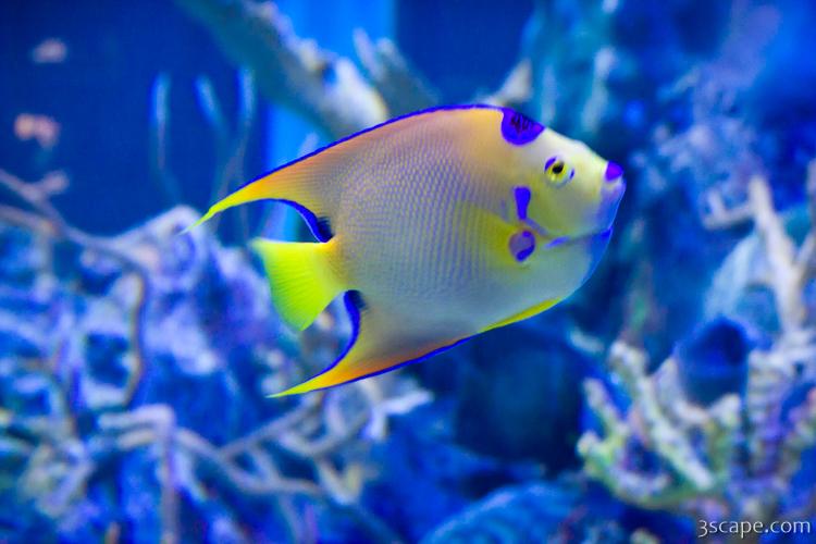 Queen Angelfish Fine Art Print by Adam Romanowicz