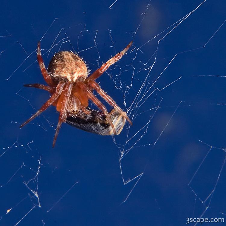 Spider eating bug Fine Art Print by Adam Romanowicz