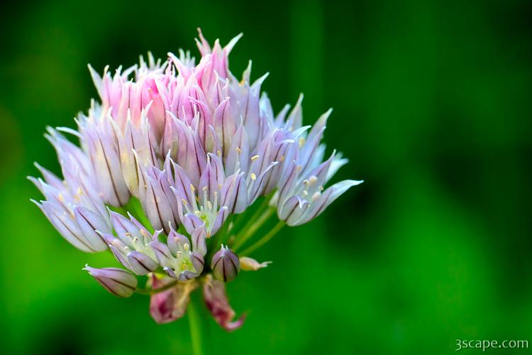 Blue Chive Flower Fine Art Print by Adam Romanowicz