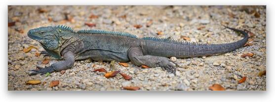 Blue Iguana - Queen Elizabeth II Botanic Park Fine Art Print by Adam ...