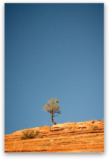 Lone Tree Big Sky Fine Art Print by Adam Romanowicz