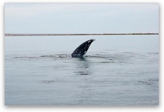 Gray Whale fin Fine Art Print by Adam Romanowicz