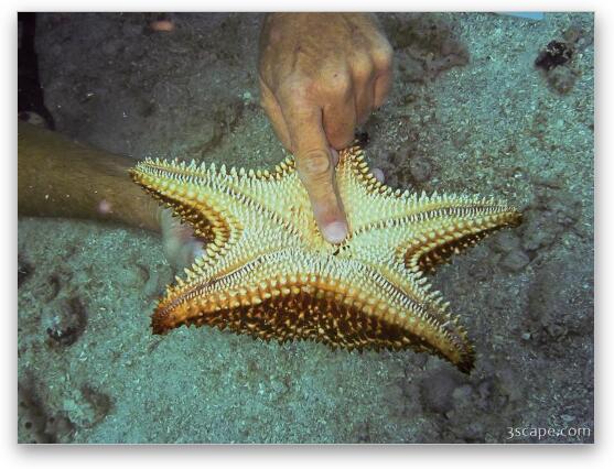 Little worm on the underside of a starfish. Fine Art Print by Adam ...