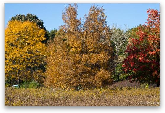 Busse Woods - Schaumburg, IL Fine Art Print by Adam Romanowicz