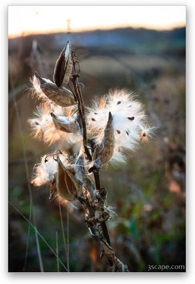 Milkweed seed pods at sunset Fine Art Print by Adam Romanowicz
