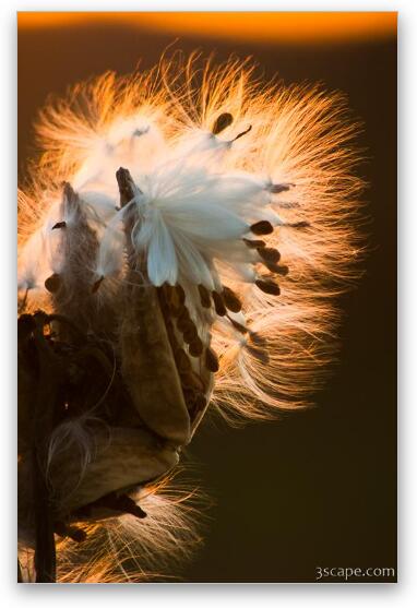 Milkweed Seed Pod Fine Art Print by Adam Romanowicz
