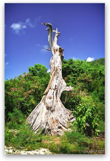Old dead tree, Cinnamon Bay Fine Art Print by Adam Romanowicz