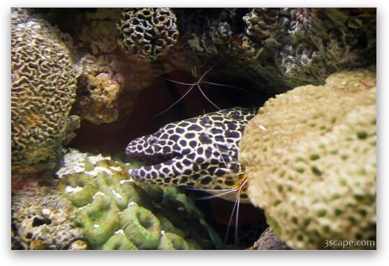 Moray Eel with cleaner shrimp Fine Art Print by Adam Romanowicz