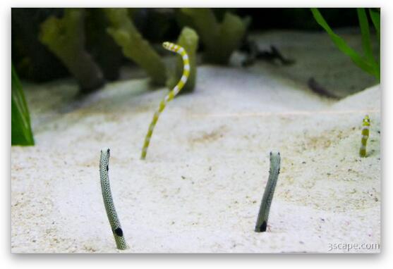These worm looking fish burrow into the sand backwards. Fine Art Print ...