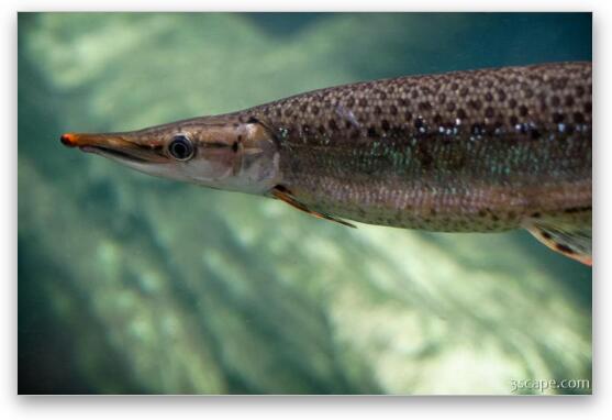 Gar (freshwater fish) Fine Art Print by Adam Romanowicz