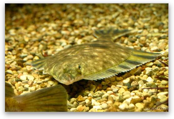Flat Fish Fine Art Print by Adam Romanowicz