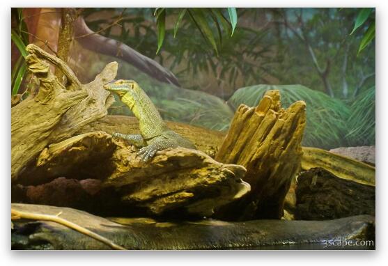 Monitor Lizzard Fine Art Print by Adam Romanowicz