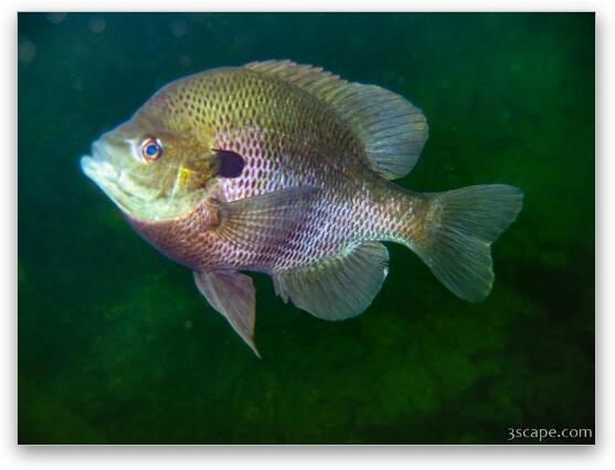 Blue Gill Fine Art Print by Adam Romanowicz