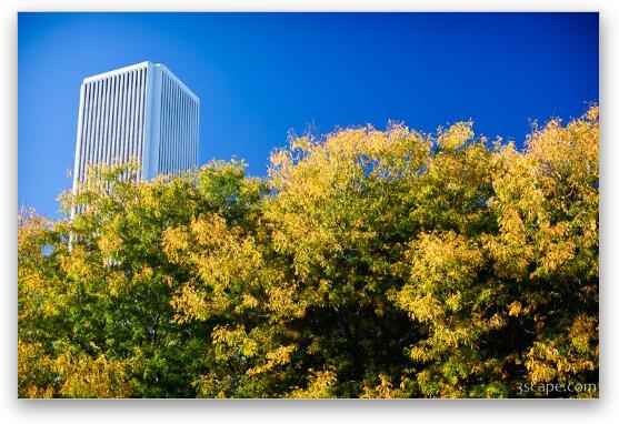 Beginning of fall colors in Chicago Fine Art Print by Adam Romanowicz