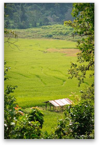 Rice farm Fine Art Print by Adam Romanowicz