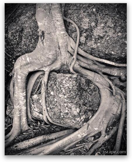 Ancient Roots Fine Art Print by Adam Romanowicz