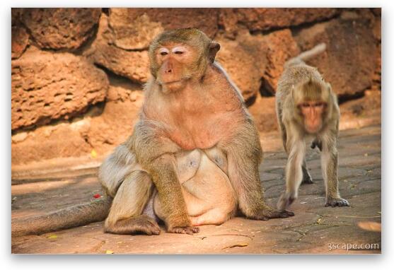 FAT Macaque Fine Art Print by Adam Romanowicz