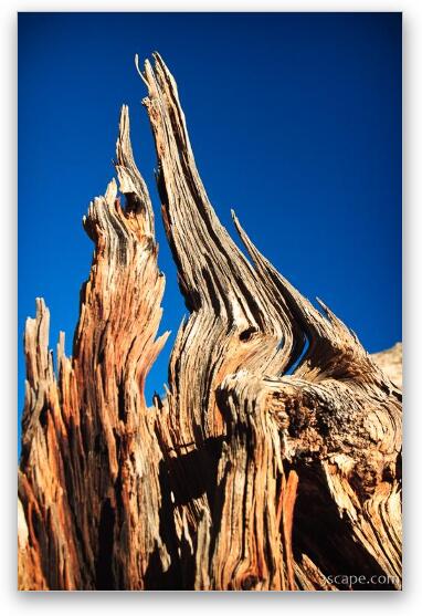 Dried out wood Fine Art Print by Adam Romanowicz