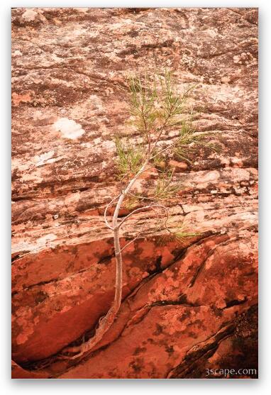Tree clinging to the rock Fine Art Print by Adam Romanowicz