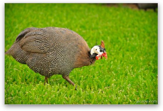 Guinea Hen (Guineafowl) Fine Art Print by Adam Romanowicz