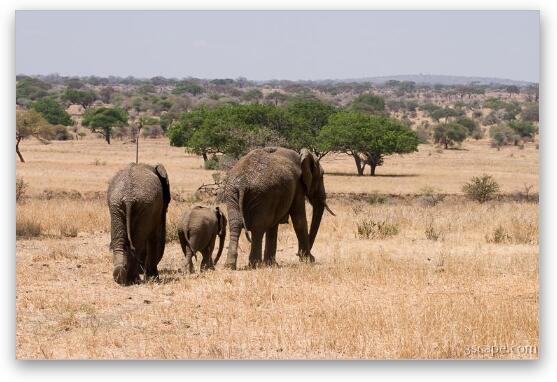 Elephants on parade Fine Art Print by Adam Romanowicz