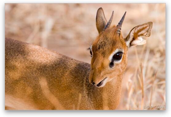 Tiny little Dik Dik (pronounced deek deek), is only about 2 feet tall ...