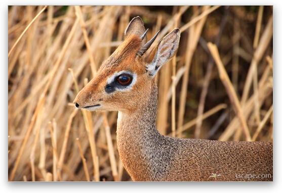 Kirk's Dik Dik (deek deek) Fine Art Print by Adam Romanowicz