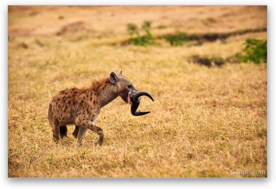 Hungry Hyena Fine Art Print by Adam Romanowicz