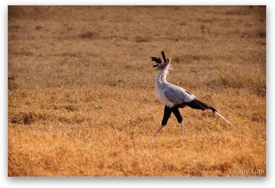 Secretary Bird Fine Art Print by Adam Romanowicz