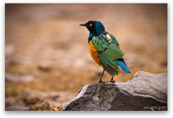 Superb Starling Fine Art Print by Adam Romanowicz