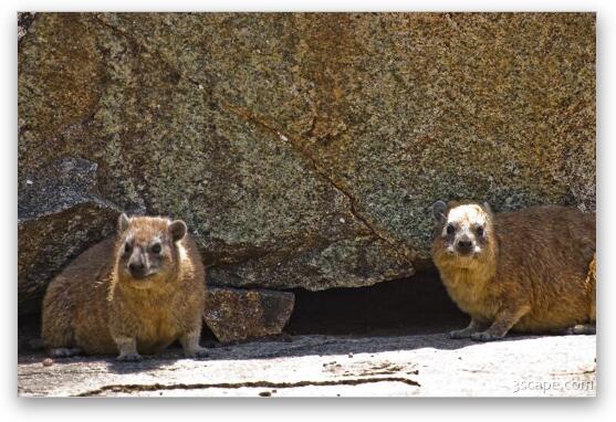 Rock Hyrax Fine Art Print by Adam Romanowicz