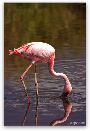 Lesser Flamingo Fine Art Print by Adam Romanowicz