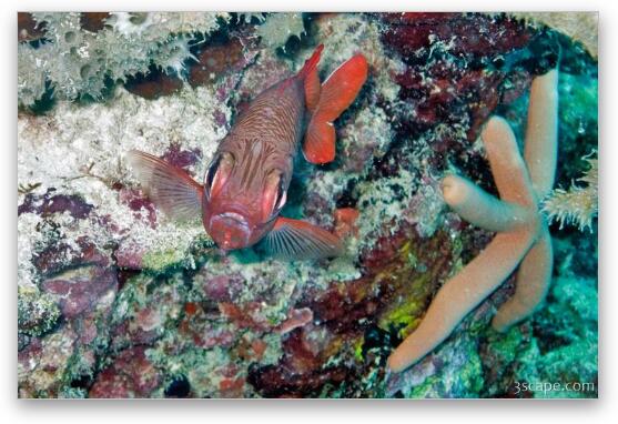 Squirrel fish and sea star Fine Art Print by Adam Romanowicz
