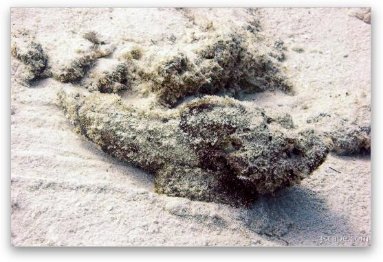 This weird stone fish slithered along the bottom Fine Art Print by Adam ...